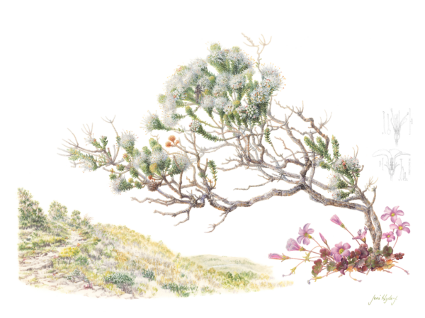 RHS Botanical Art & Photography Show 2026 » Saatchi Gallery